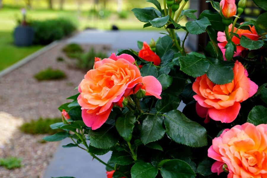Sugar Candy Rose® Meiconfiz • Meilland International