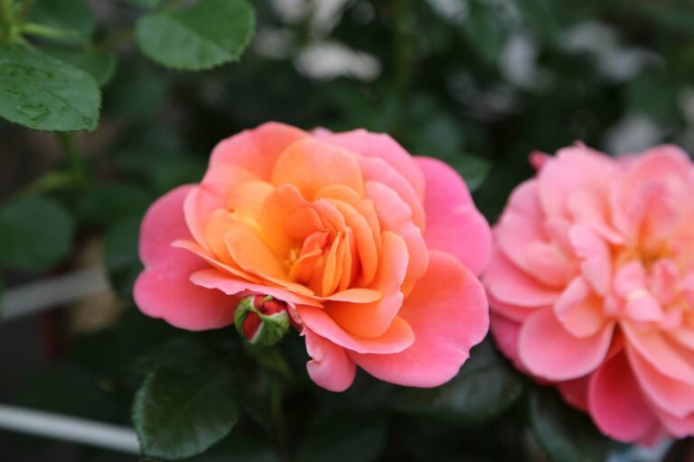 Sugar CANDY ROSE® Meiconfiz • MEILLAND International