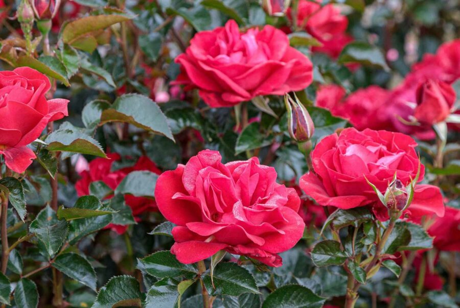 Garden Roses • MEILLAND International