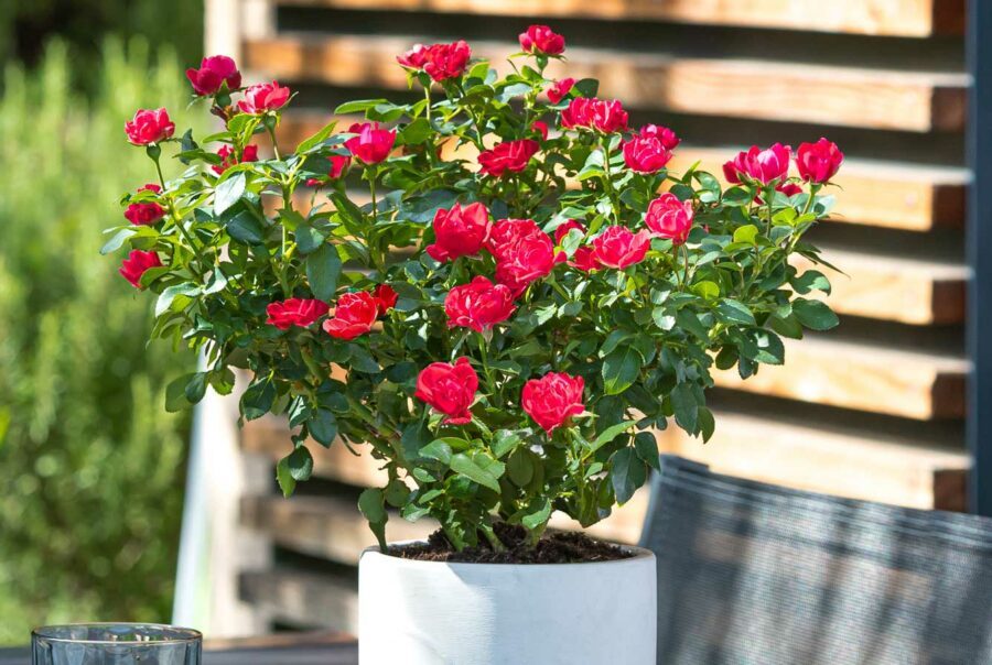 Garden Roses • MEILLAND International