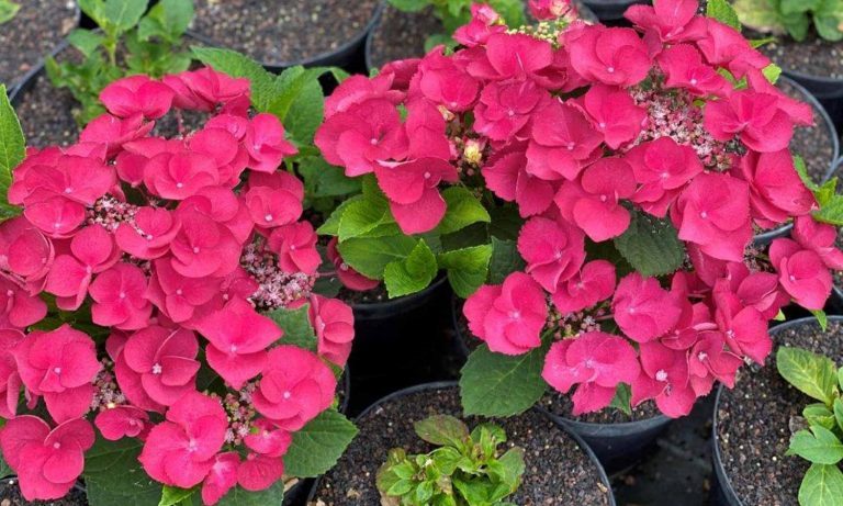 Hydrangea CHERRY EXPLOSION® Var. MacKay • MEILLAND International