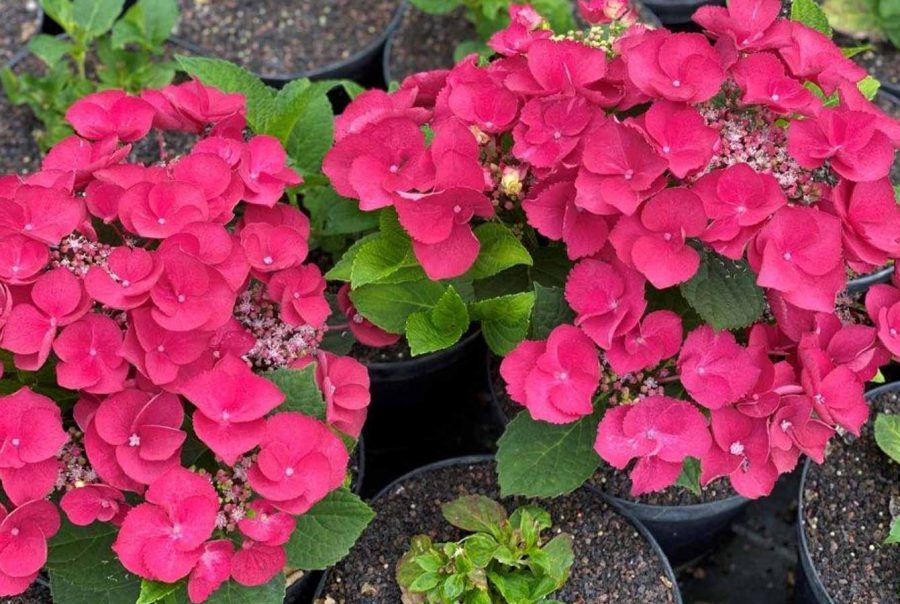 Les variétés Selection New Plant • MEILLAND International