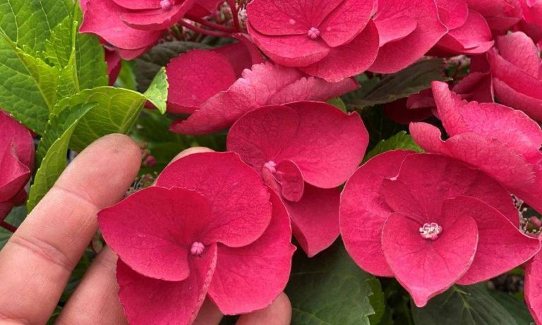 Hydrangea CHERRY EXPLOSION® Var. MacKay • MEILLAND International