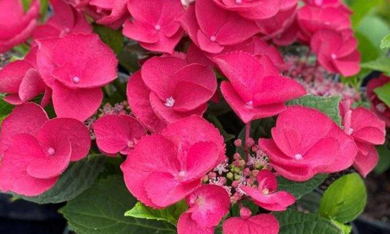 Hydrangea CHERRY EXPLOSION® Var. MacKay • MEILLAND International