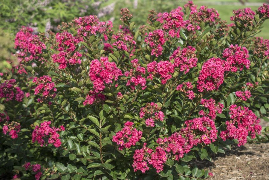 Selection New Plant Varieties • MEILLAND International