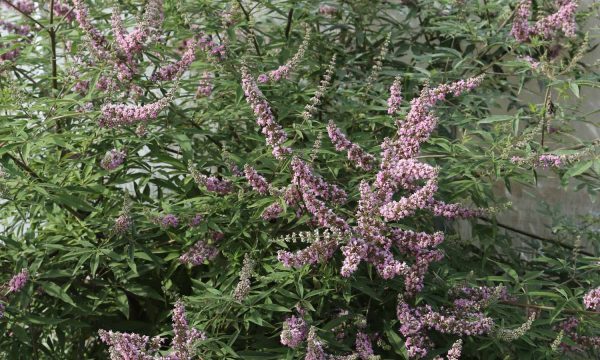 Vitex Pink Pinnacle • MEILLAND International