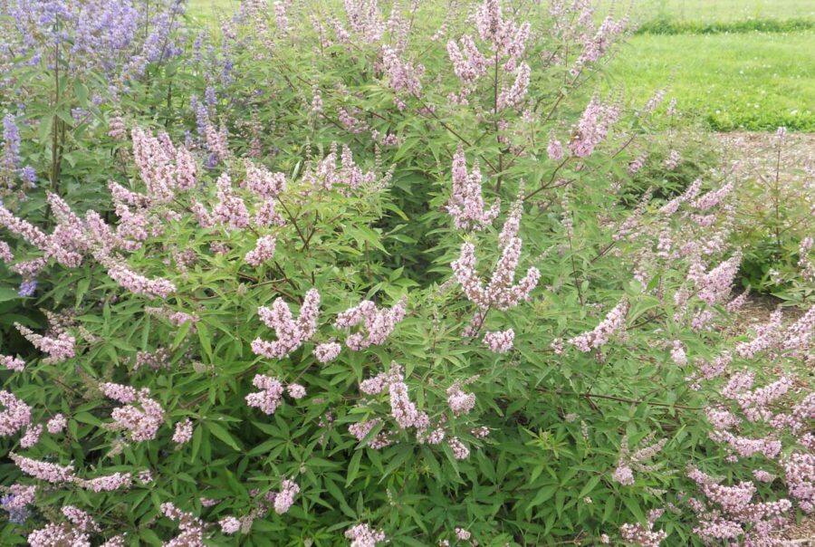 Selection New Plant Varieties • MEILLAND International