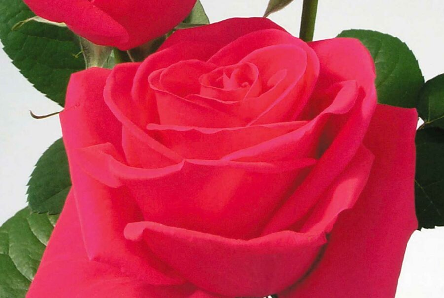 Cut Flowers and Florist Roses varieties • MEILLAND International