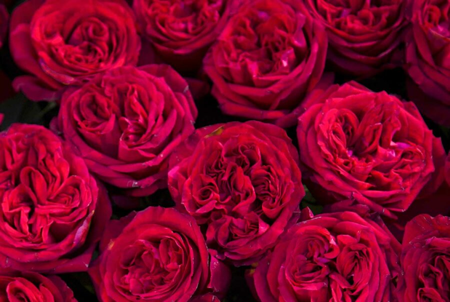 Cut Flowers and Florist Roses varieties • MEILLAND International