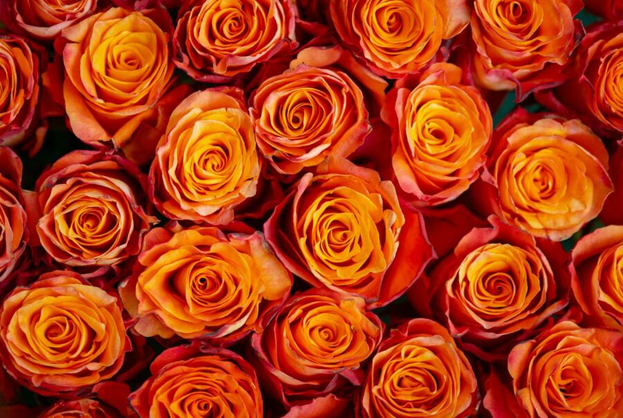 Cut Flowers and Florist Roses varieties • MEILLAND International